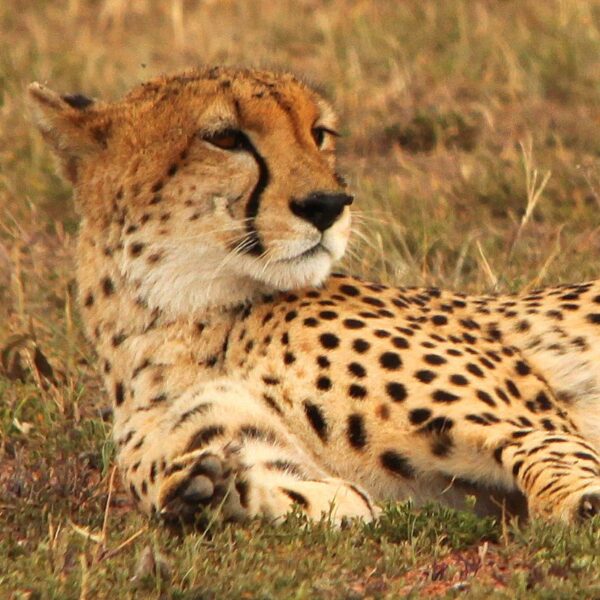 National Geographic WILD's - Jade Eyed Leopard - 360 MAGAZINE | ART ...