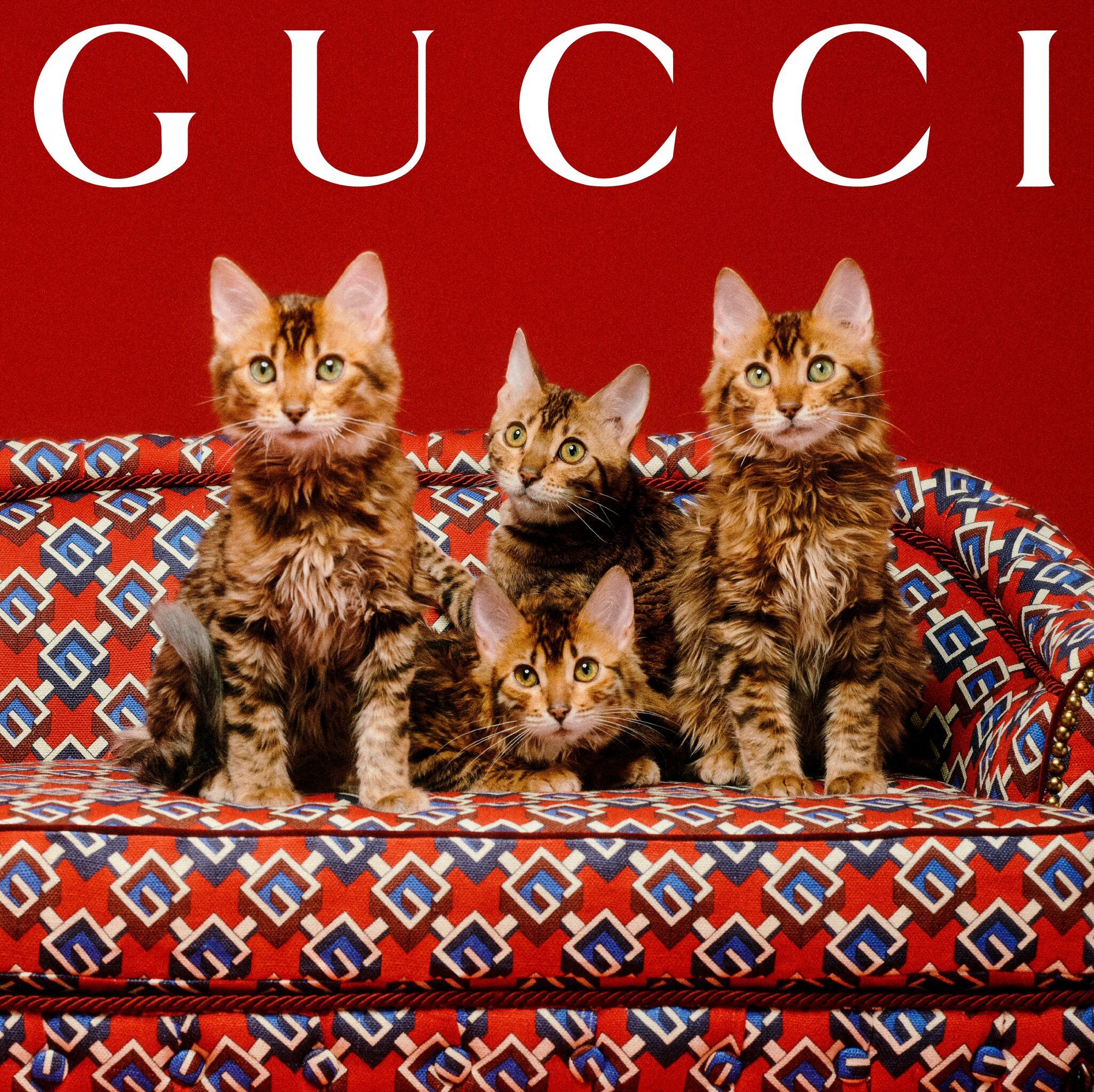 Gucci Pets: A Stylish Collection for Cats + Dogs - 360 MAGAZINE - GREEN ...
