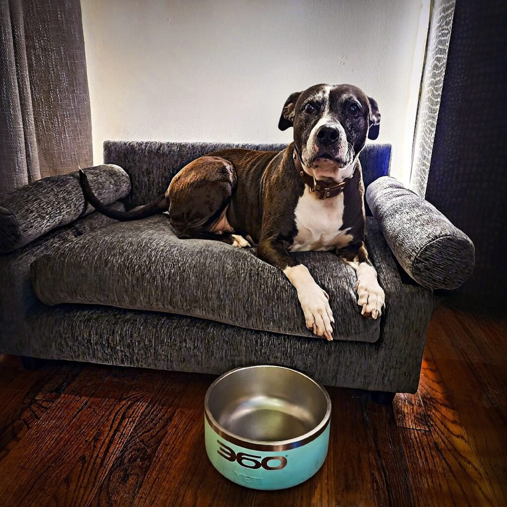 CLUB NINE PETS - 360 MAGAZINE - GREEN | DESIGN | POP | NEWS